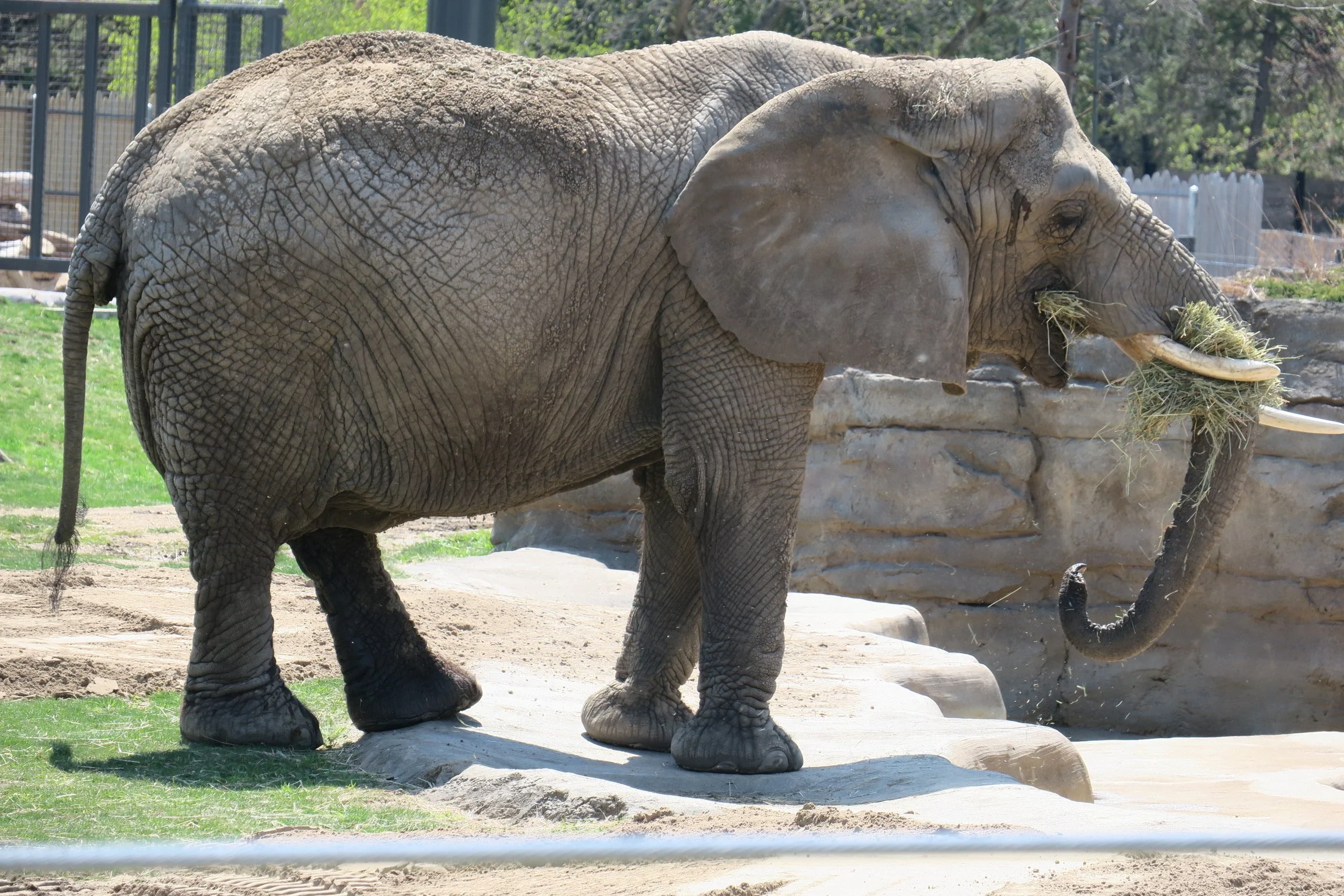 Mammals — Animal Photo Reference Repository