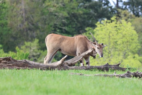 Eland — Animal Photo Reference Repository