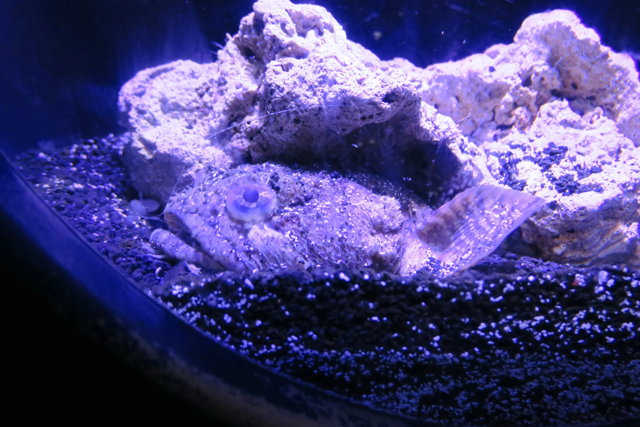 Exotic Animal Photo Reference Repository