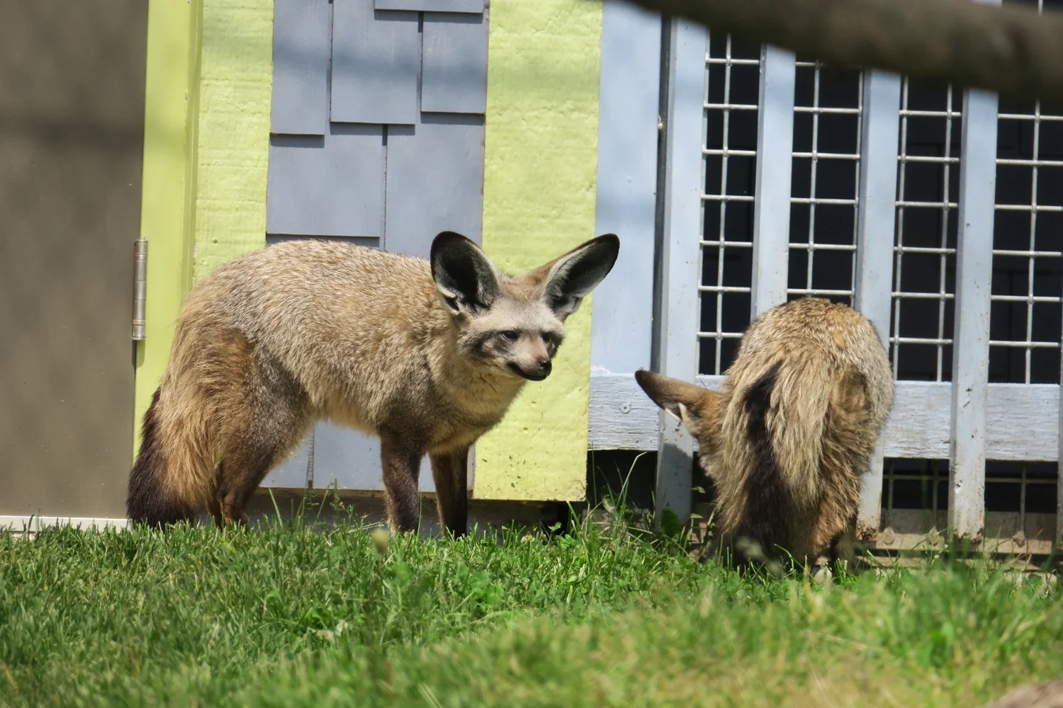 Canines — Animal Photo Reference Repository