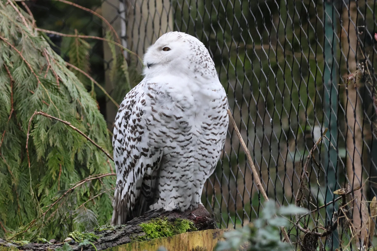 Animal Photo Reference Repository