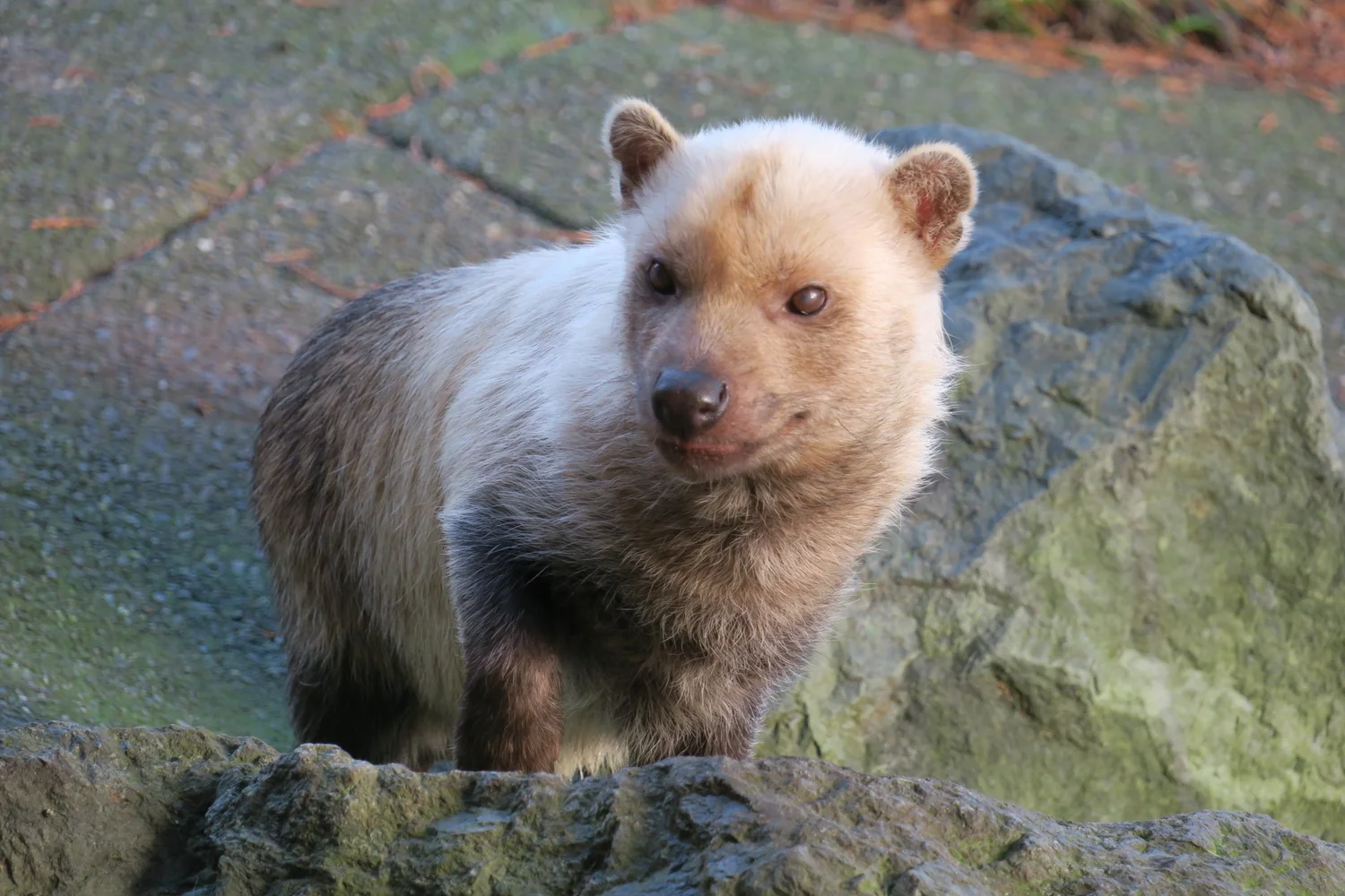 Canines — Animal Photo Reference Repository