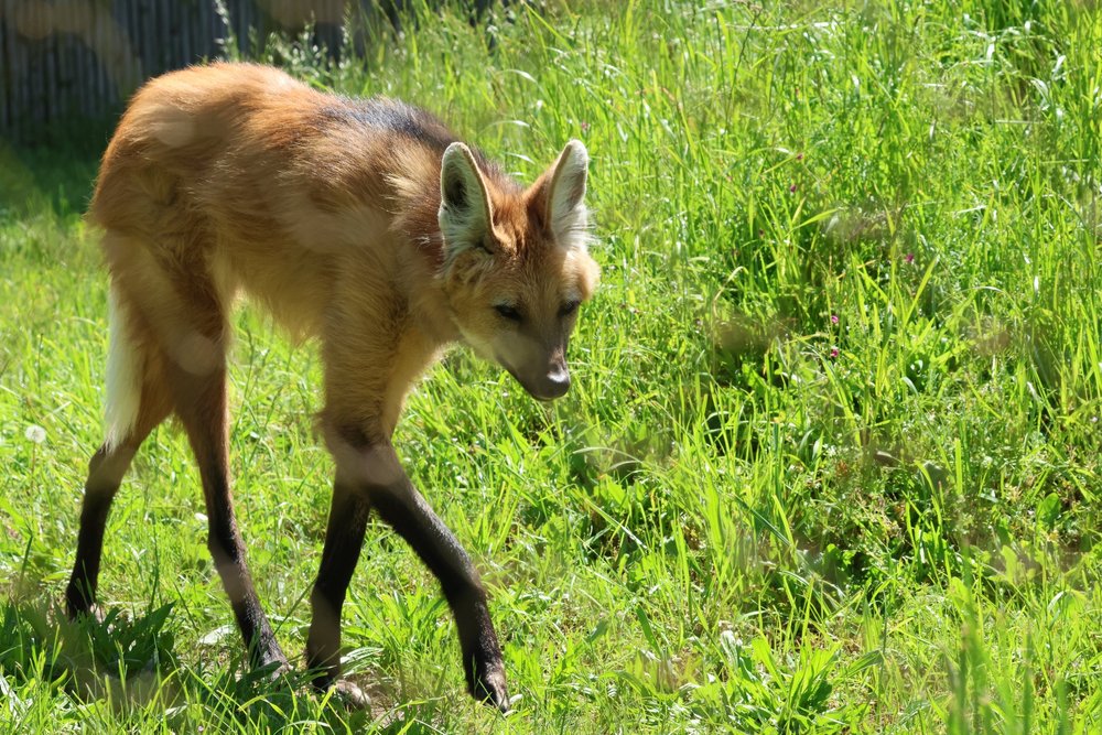 Canines — Animal Photo Reference Repository