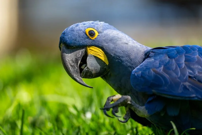 Unforgettable Animal Encounters at Zambi Wildlife Retreat Sydney’s ...
