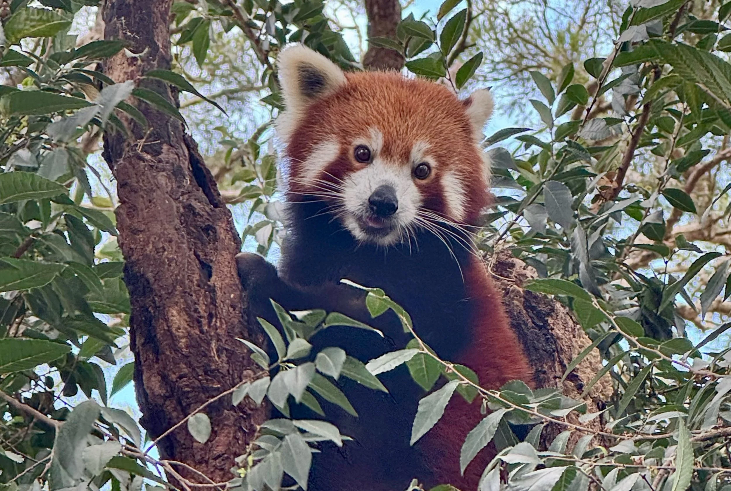 Unforgettable Animal Encounters at Zambi Wildlife Retreat Sydney’s ...