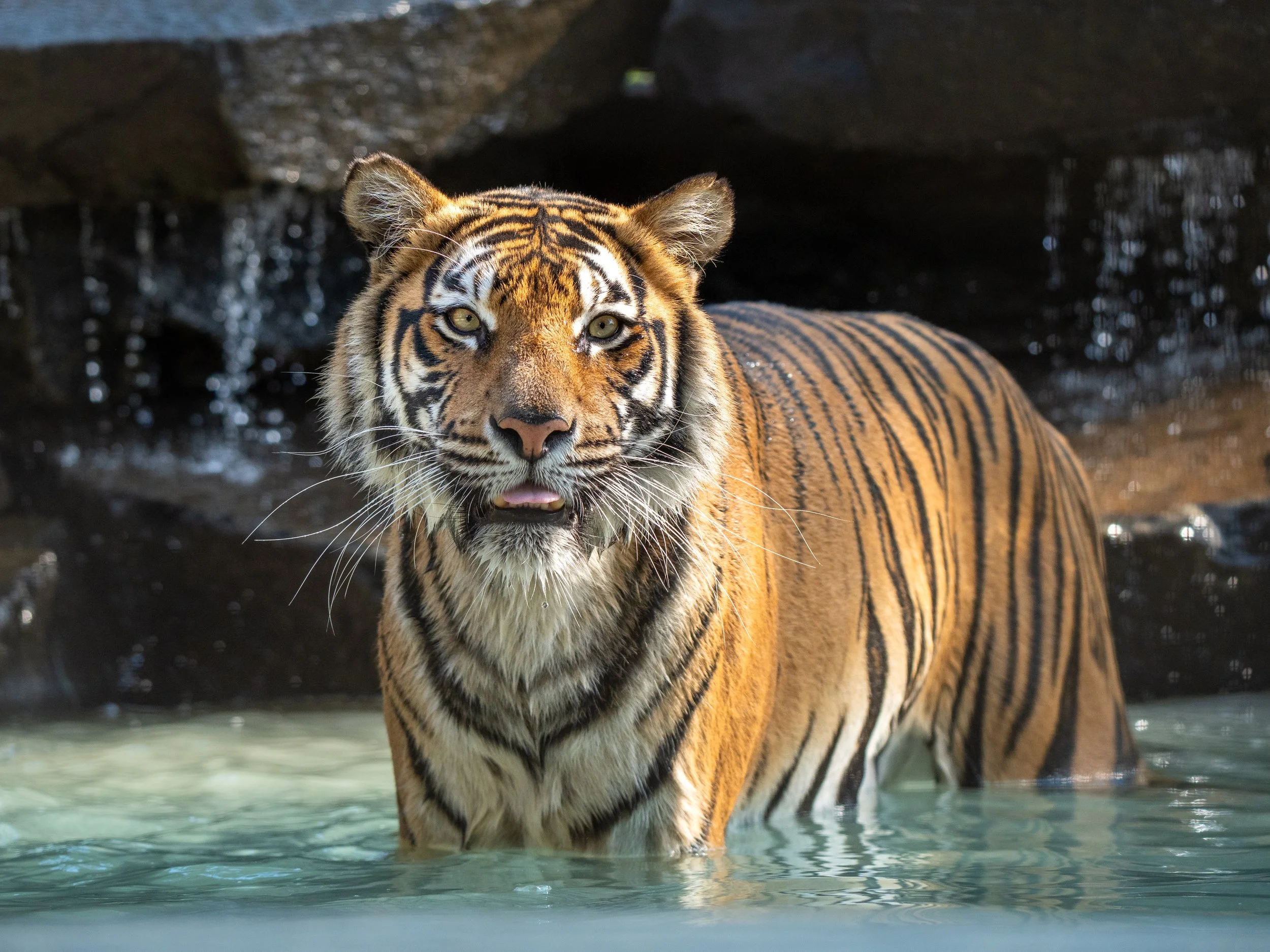 Unforgettable Animal Encounters at Zambi Wildlife Retreat Sydney’s ...