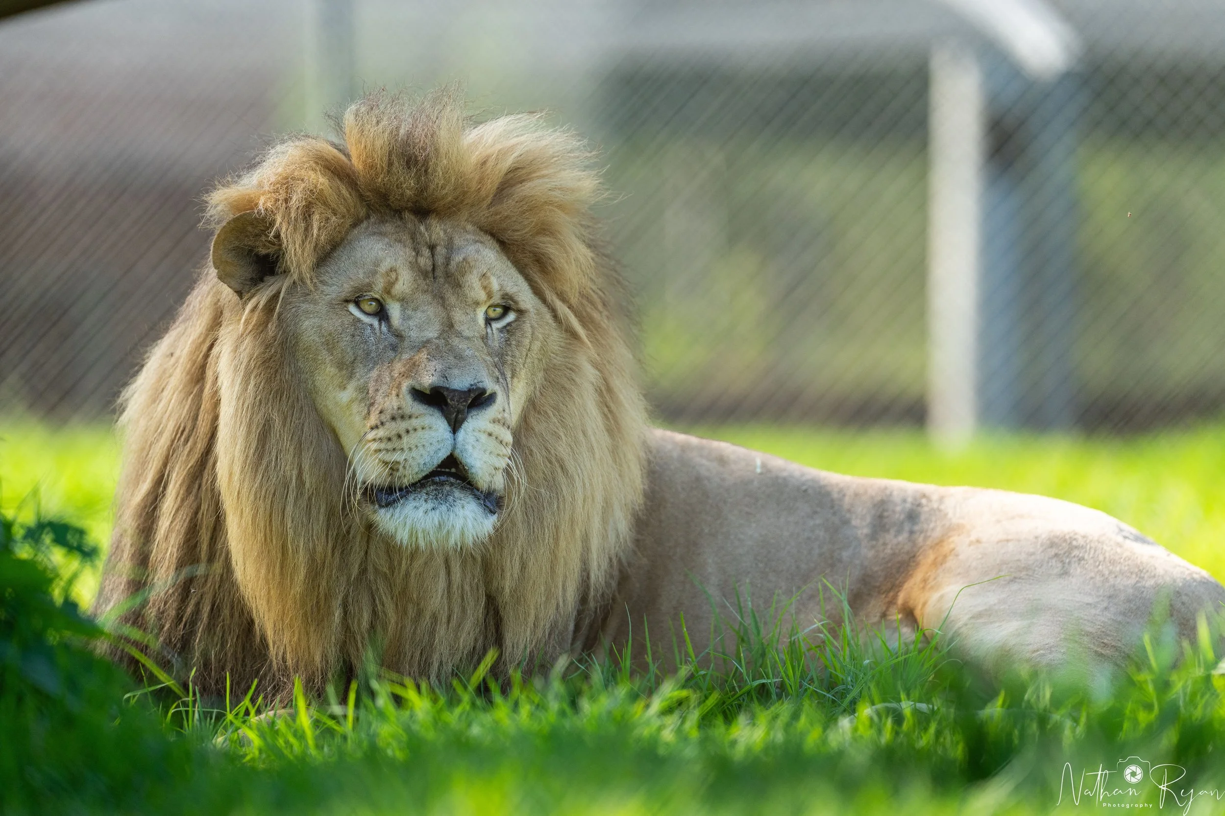 Lions at Zambi Wildlife Retreat Conservation and Care — Zambi Wildlife ...