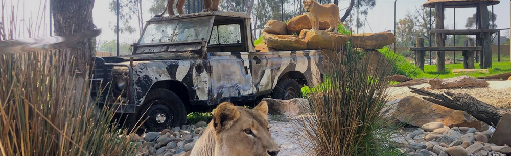 Animal Encounters Sydney ZAMBI Wildlife Retreat — Zambi Wildlife Retreat
