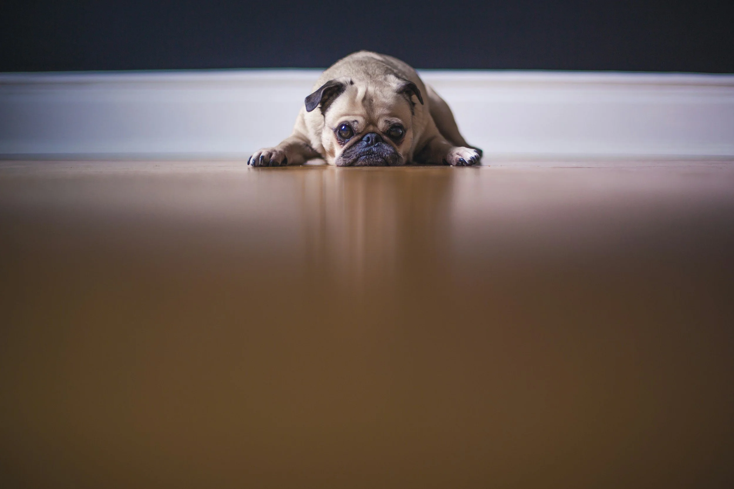 The Truth About Dog Guilt: What the ‘Guilty Look’ Really Means — Agape ...