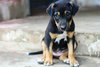 The Truth About Dog Guilt: What the ‘Guilty Look’ Really Means — Agape ...