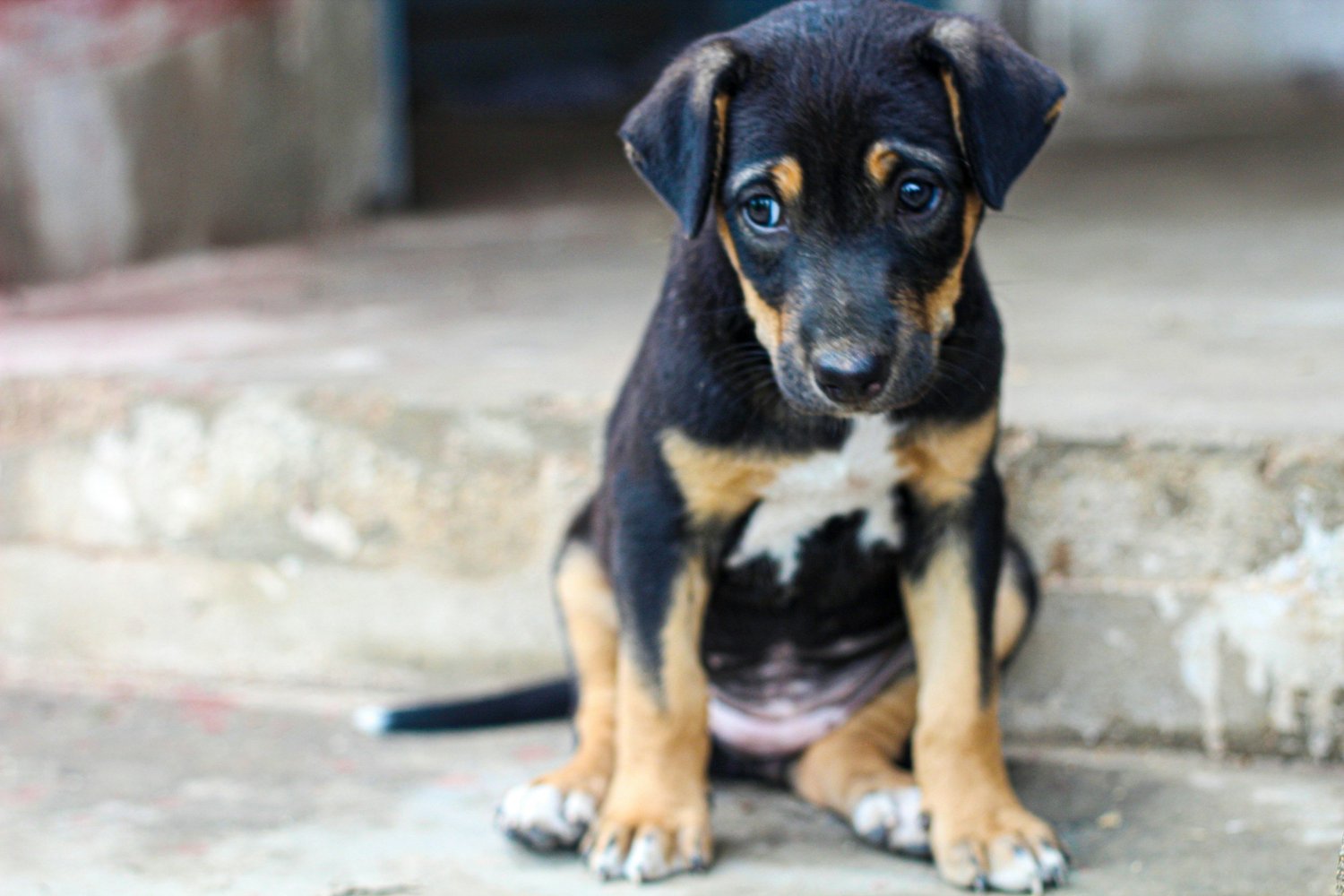 The Truth About Dog Guilt: What the ‘Guilty Look’ Really Means — Agape ...