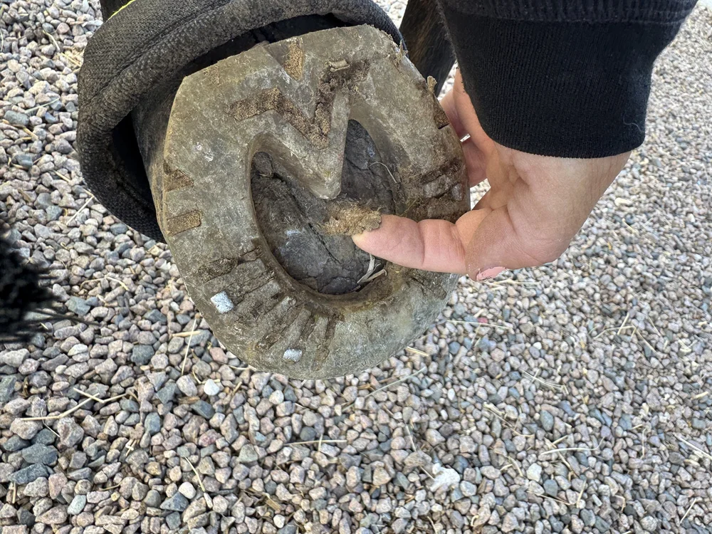 Horse Frog Shedding: A Guide to What’s Normal and What’s Not