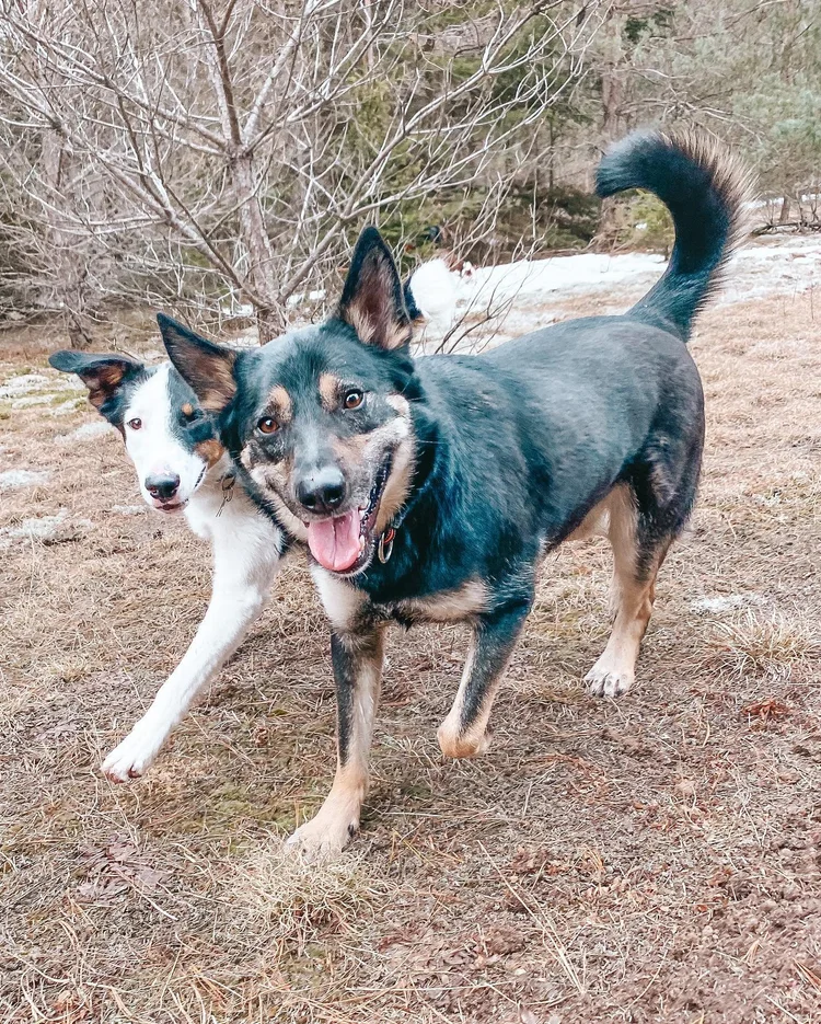 Tails N Trails Dog Retreat