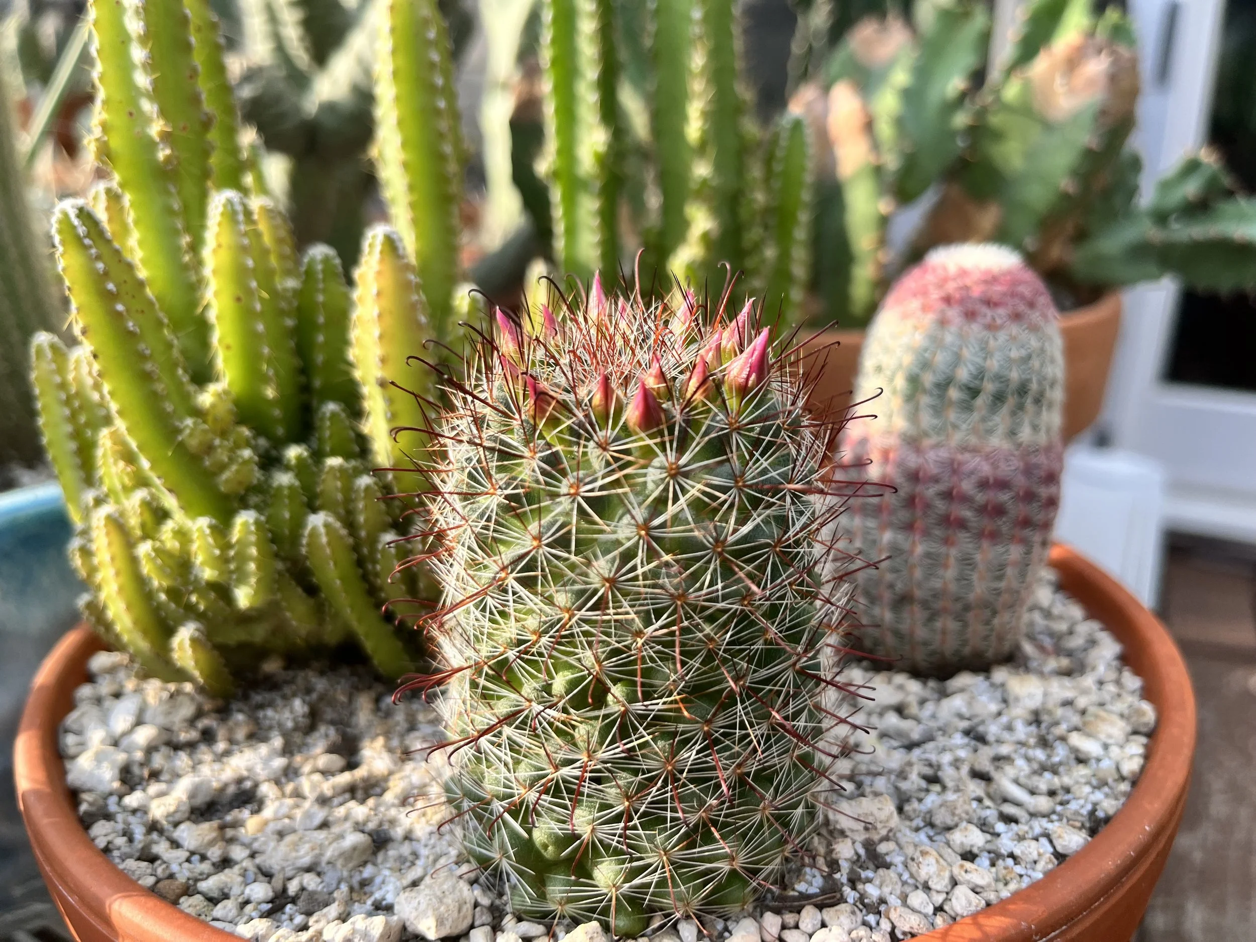 Cactus and Succulent Society of Massachusetts