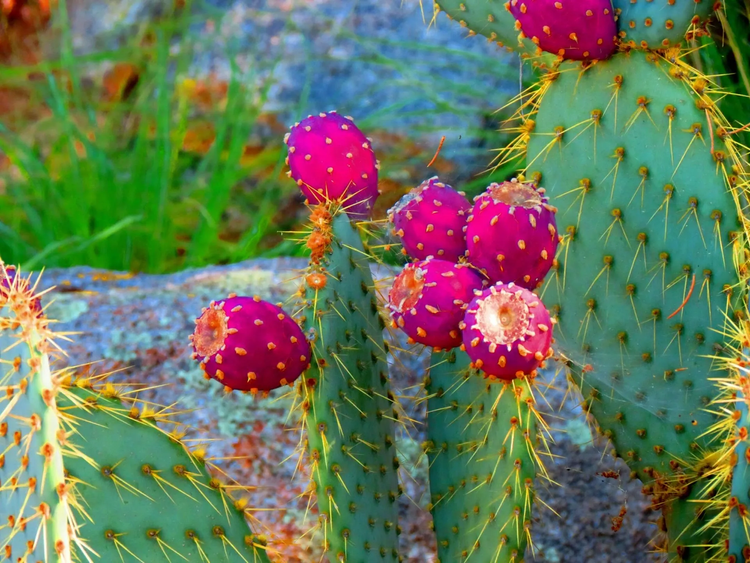 Cactus Care — Cactus and Succulent Society of Massachusetts