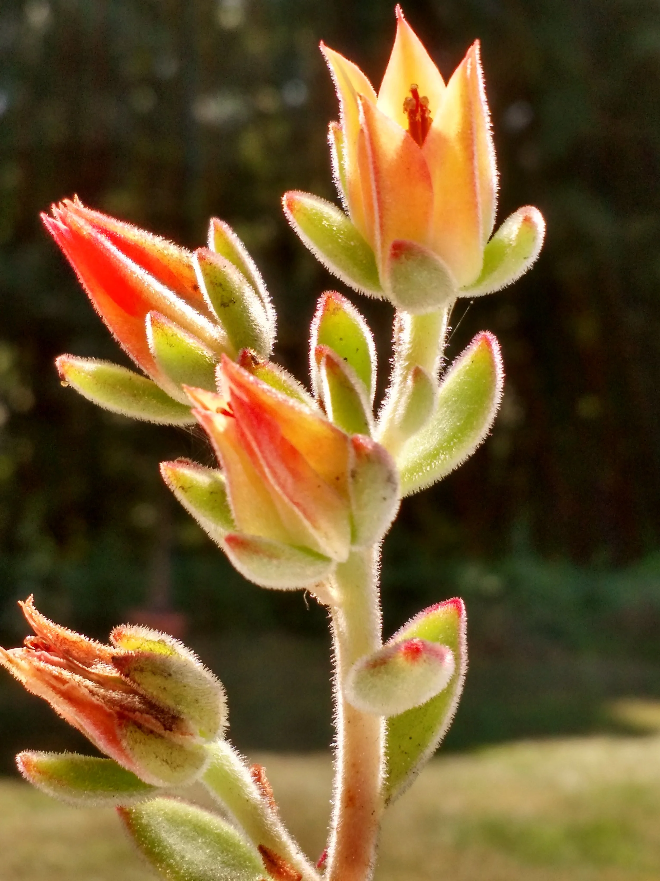 Meetings & Programs — Cactus and Succulent Society of Massachusetts