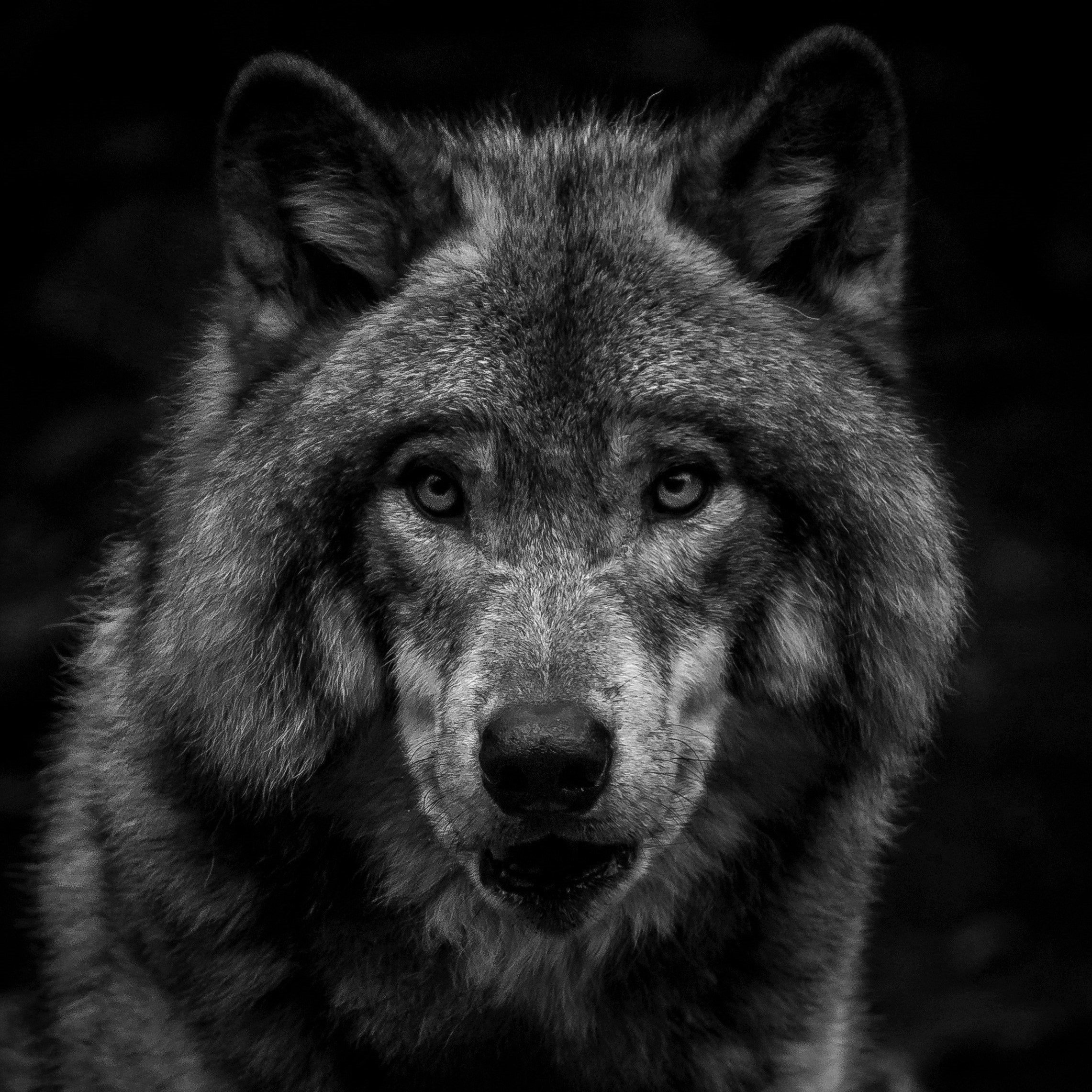 Wolf Chronotype SLEEP