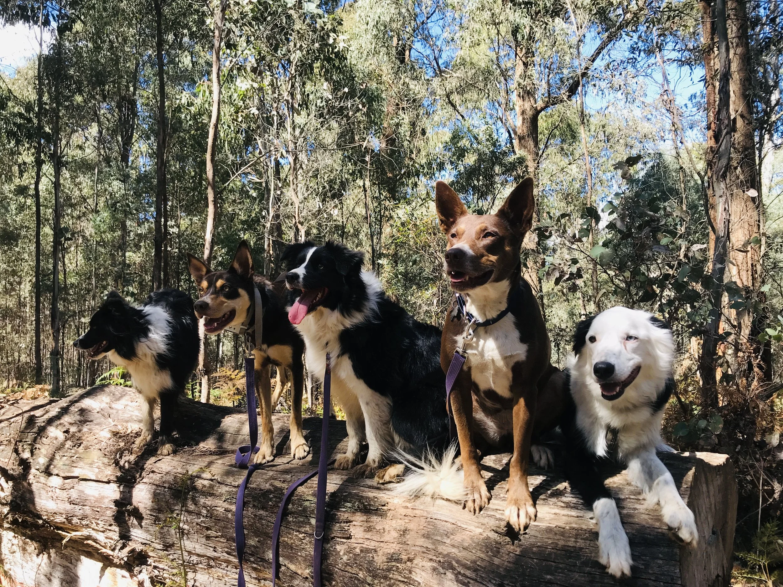 The Dog House Farm Stay