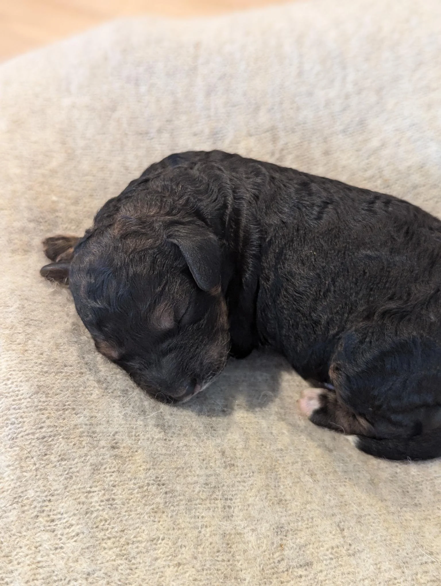 Cockapoo Puppies for Sale — Cockapoo Breeder | Chilliwack, BC, Canada