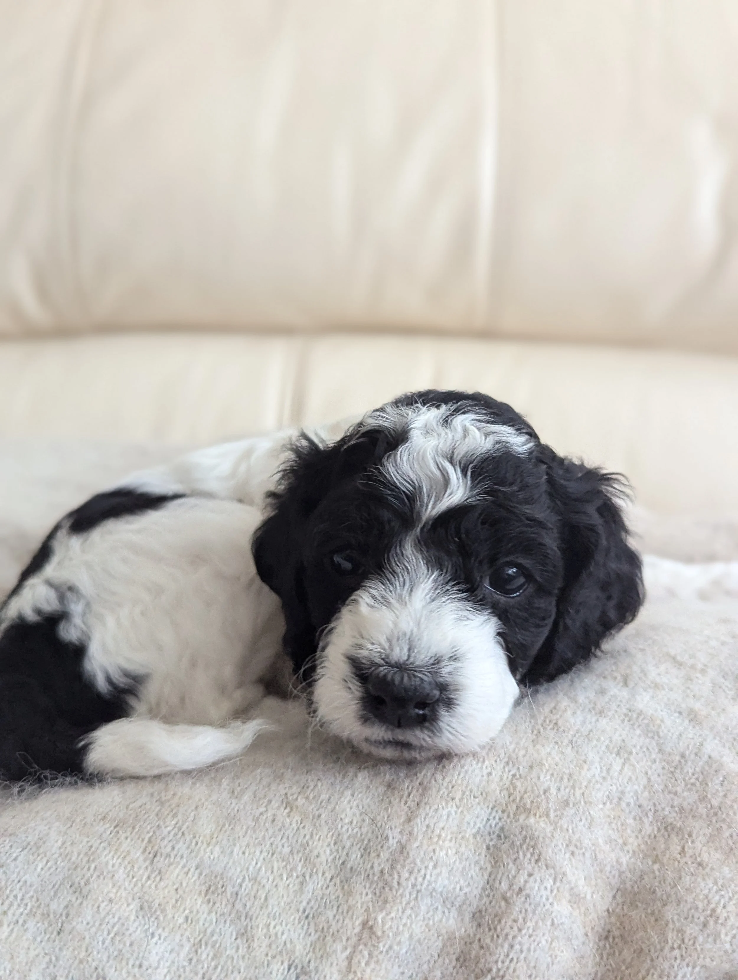 Cockapoo Breeder | Chilliwack, BC, Canada