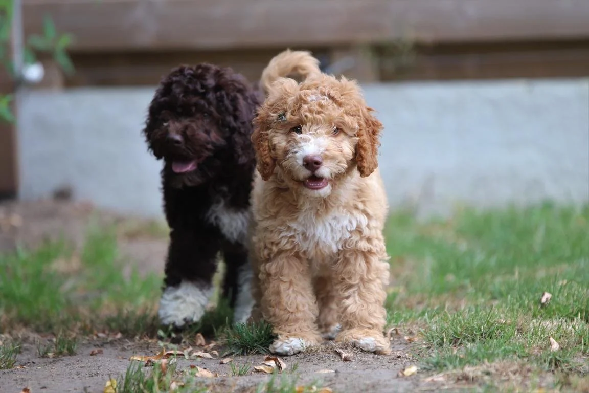 Cockapoo Puppies | Cockapoo Breeder in Vancouver, Chilliwack, Langley ...
