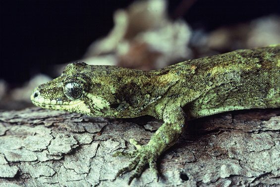 Geckos and skinks – Jewels of the forest. — Te Korowai o Waiheke