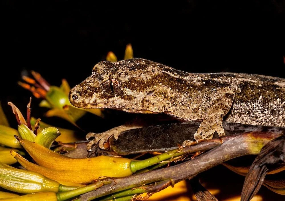 Geckos and skinks – Jewels of the forest. — Te Korowai o Waiheke