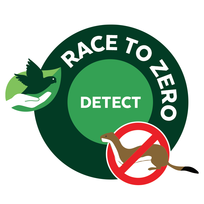 Why eradicate stoats? — Te Korowai o Waiheke