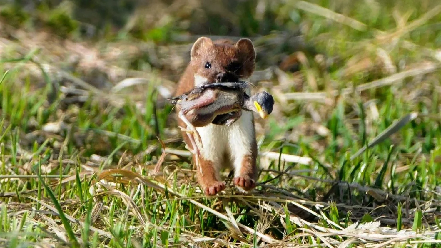 Why eradicate stoats? — Te Korowai o Waiheke