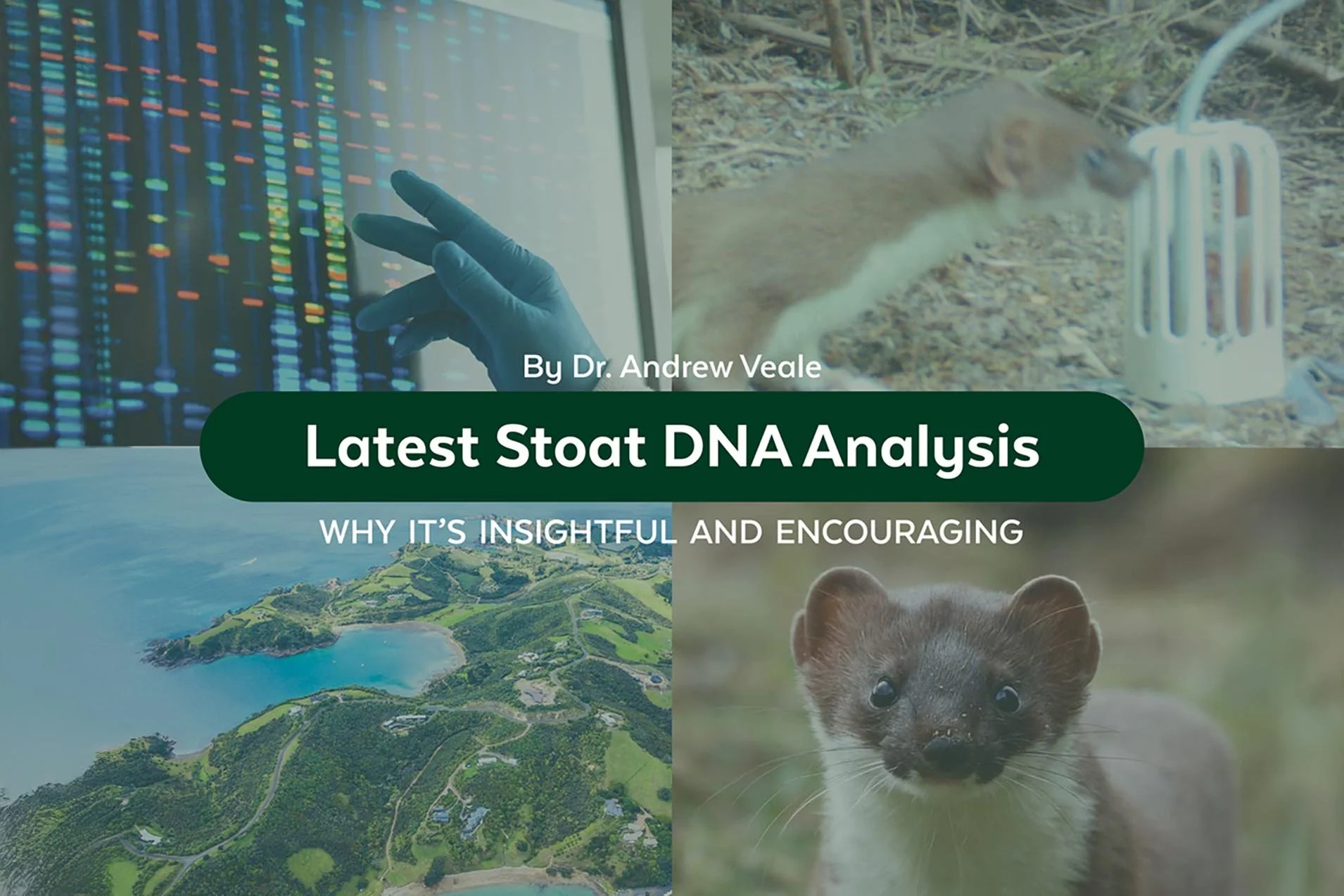 Latest Stoat DNA Analysis — Te Korowai o Waiheke