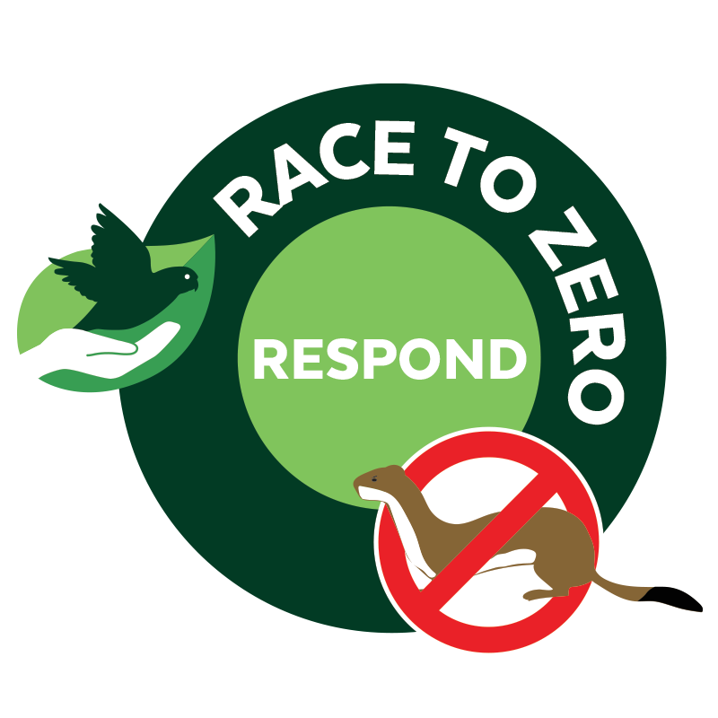 Why eradicate stoats? — Te Korowai O Waiheke