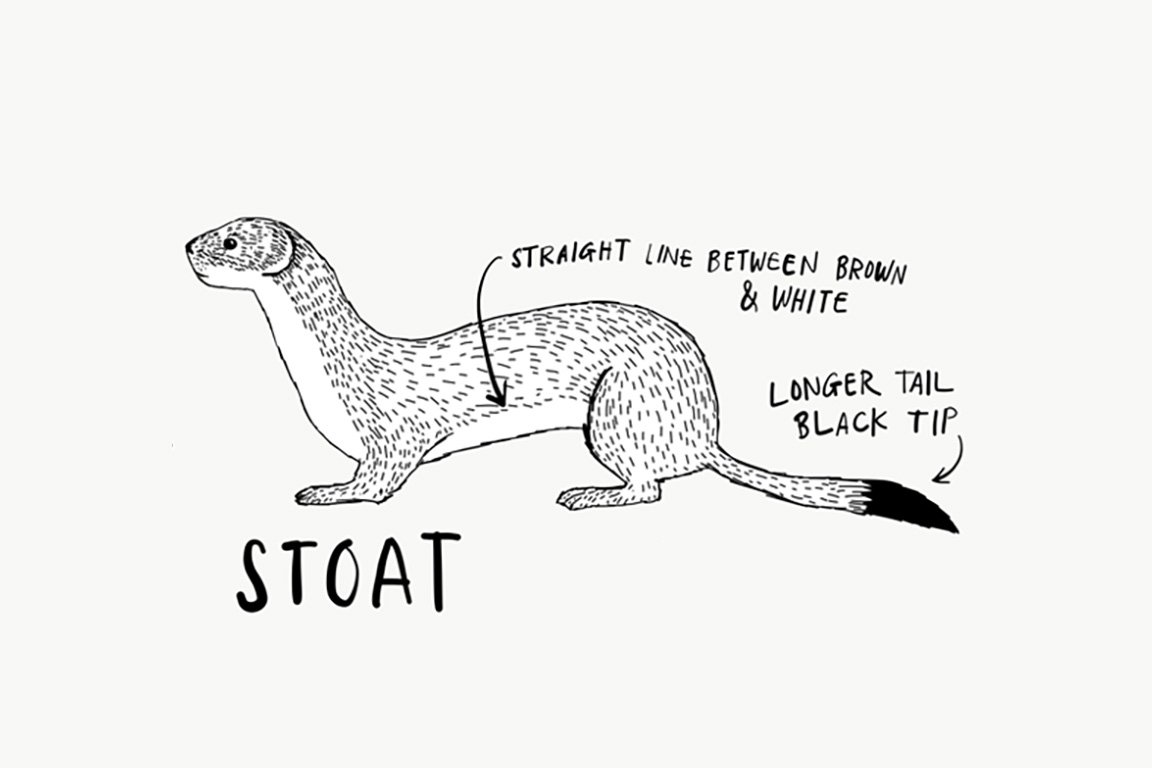 Why eradicate stoats? — Te Korowai O Waiheke