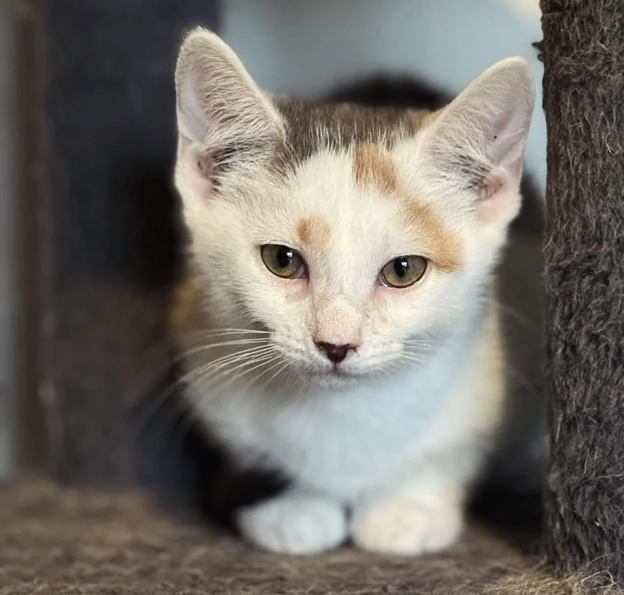 Freedom Hearts Animal Rescue