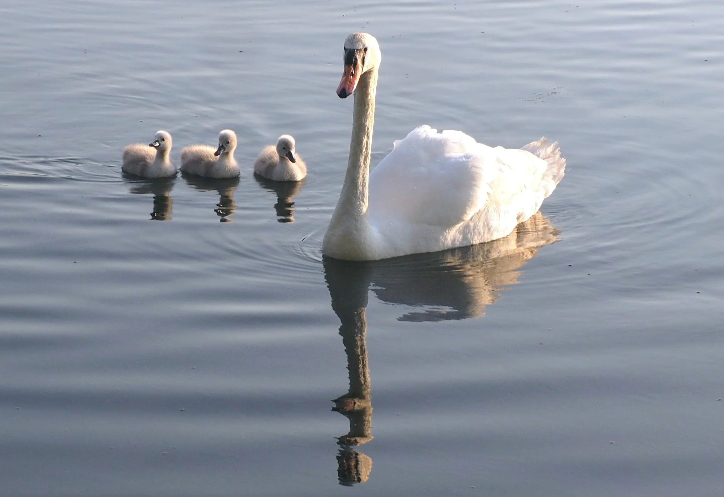 Marion Lake Restoration Project | Support Lake Restoration Today