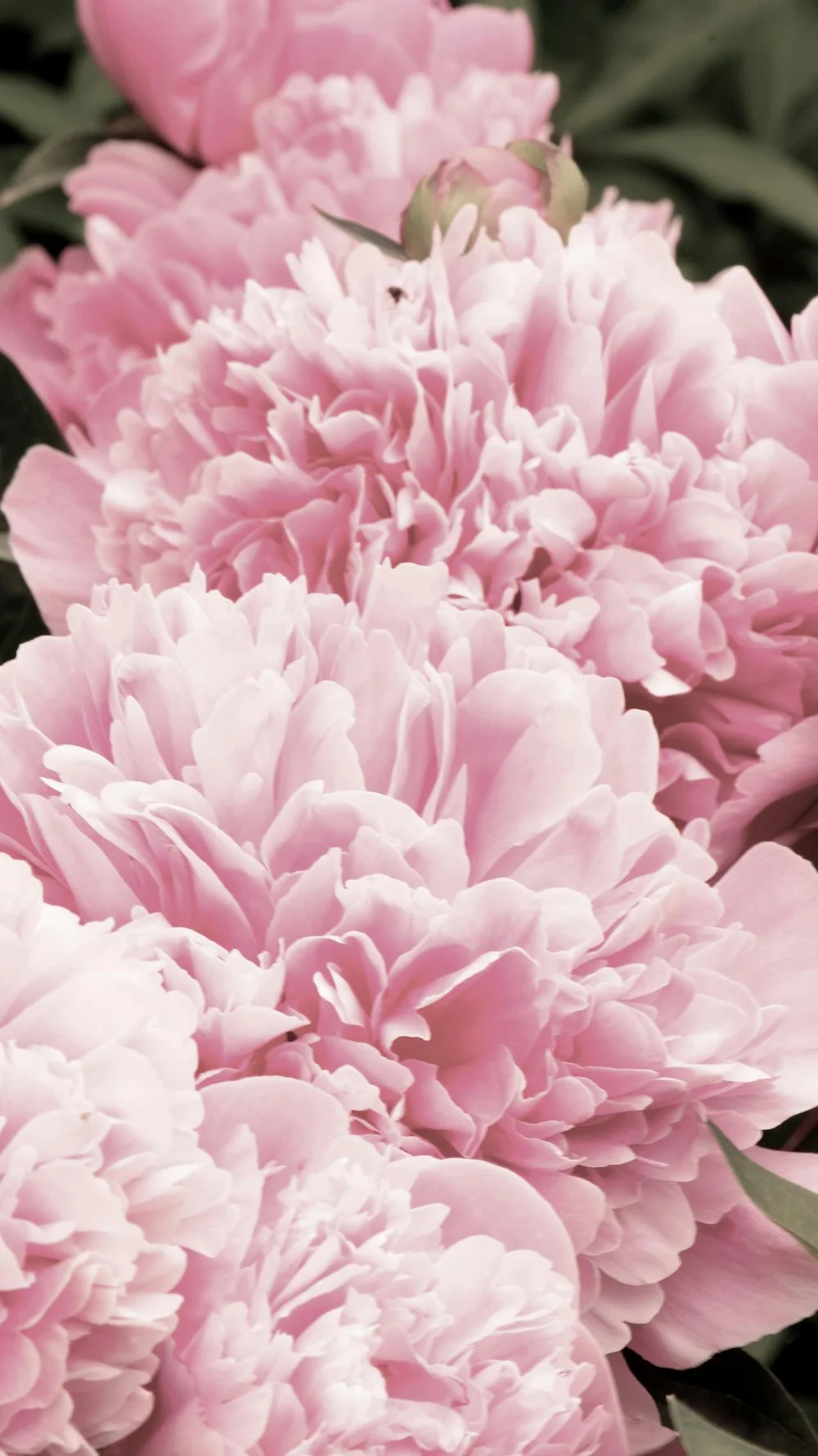 A Guide to Traditional Flower Varieties for Weddings — BLOOM & SONG