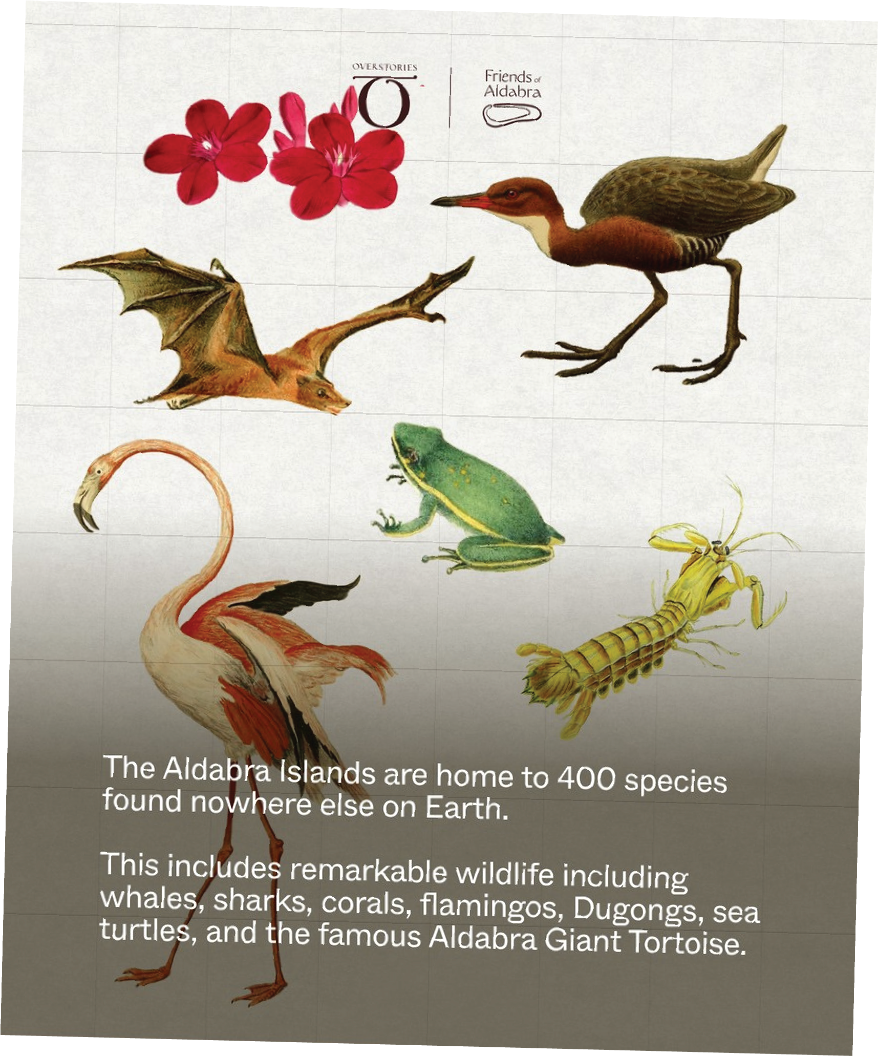 About Aldabra — Friends of Aldabra