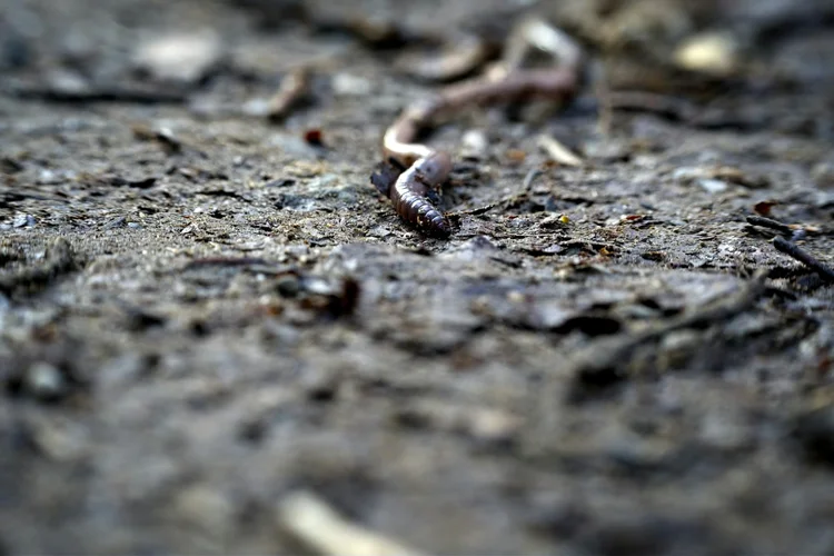 The difference between vermicast, vermicompost, and vermiculite and why ...