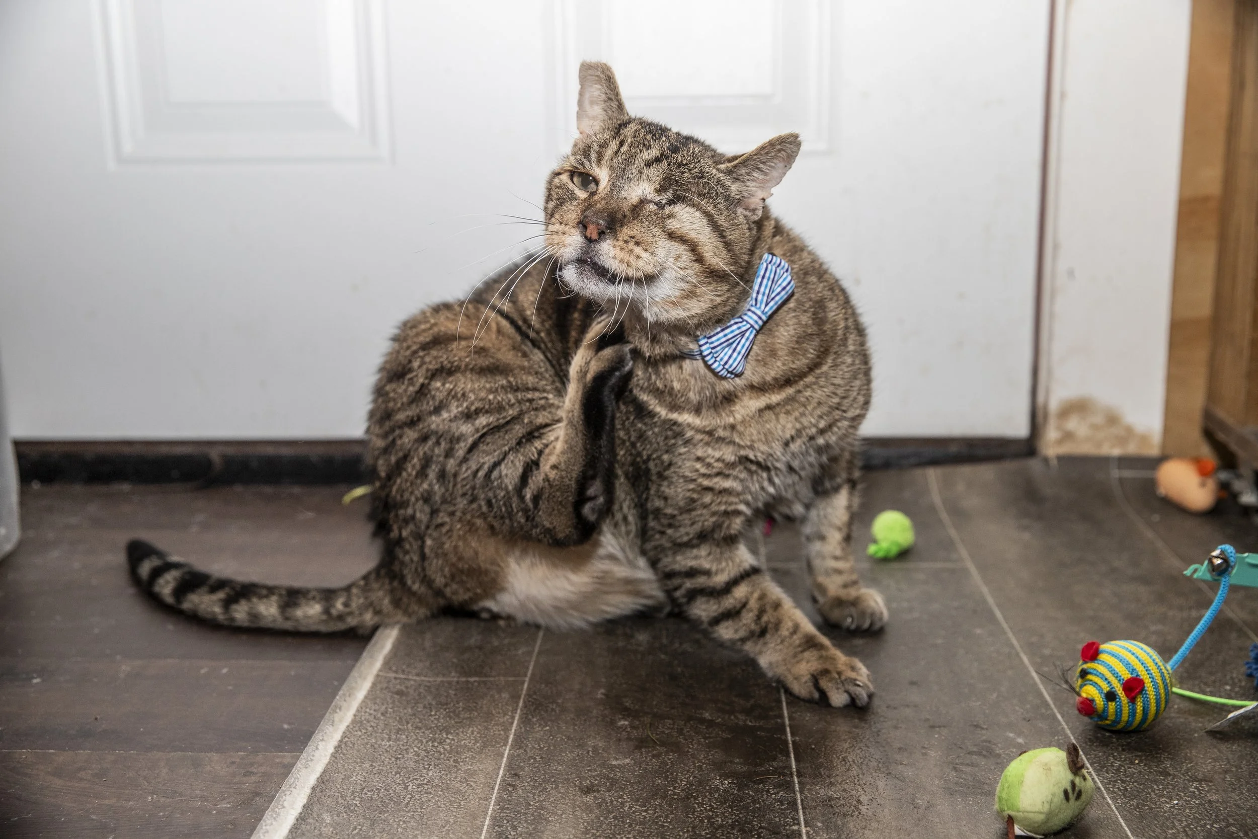 NONPROFIT SPOTLIGHT: Traveling Tails and Ragamuffin Rescue — METROLAND NOW