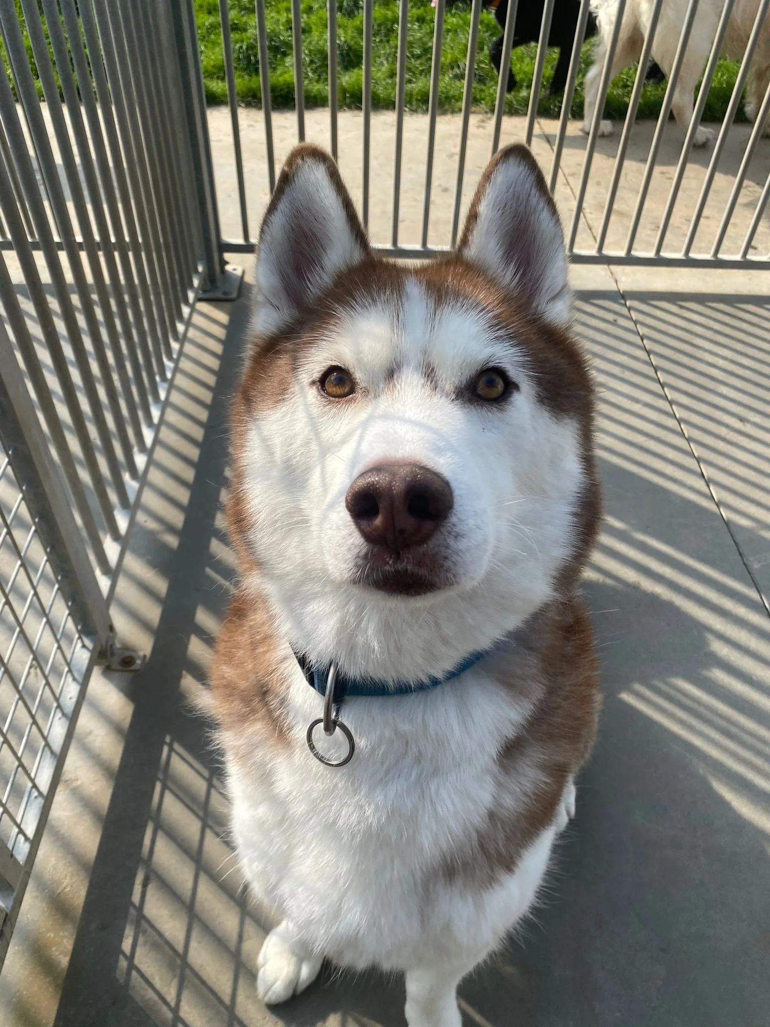 Abbey Boarding Kennels