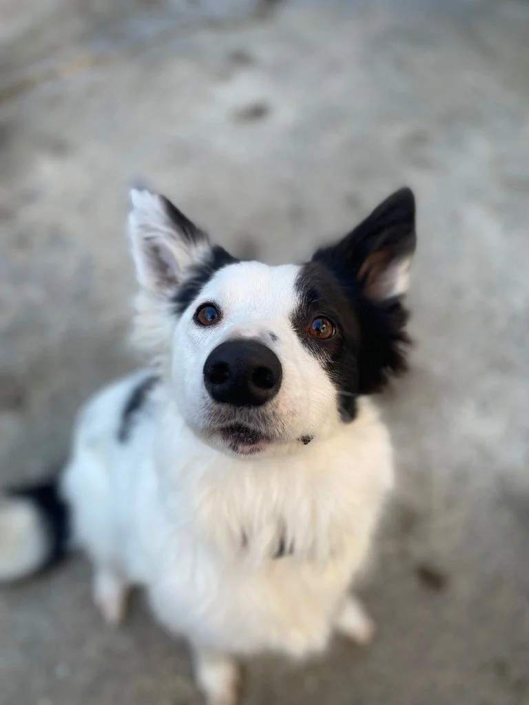Abbey Boarding Kennels
