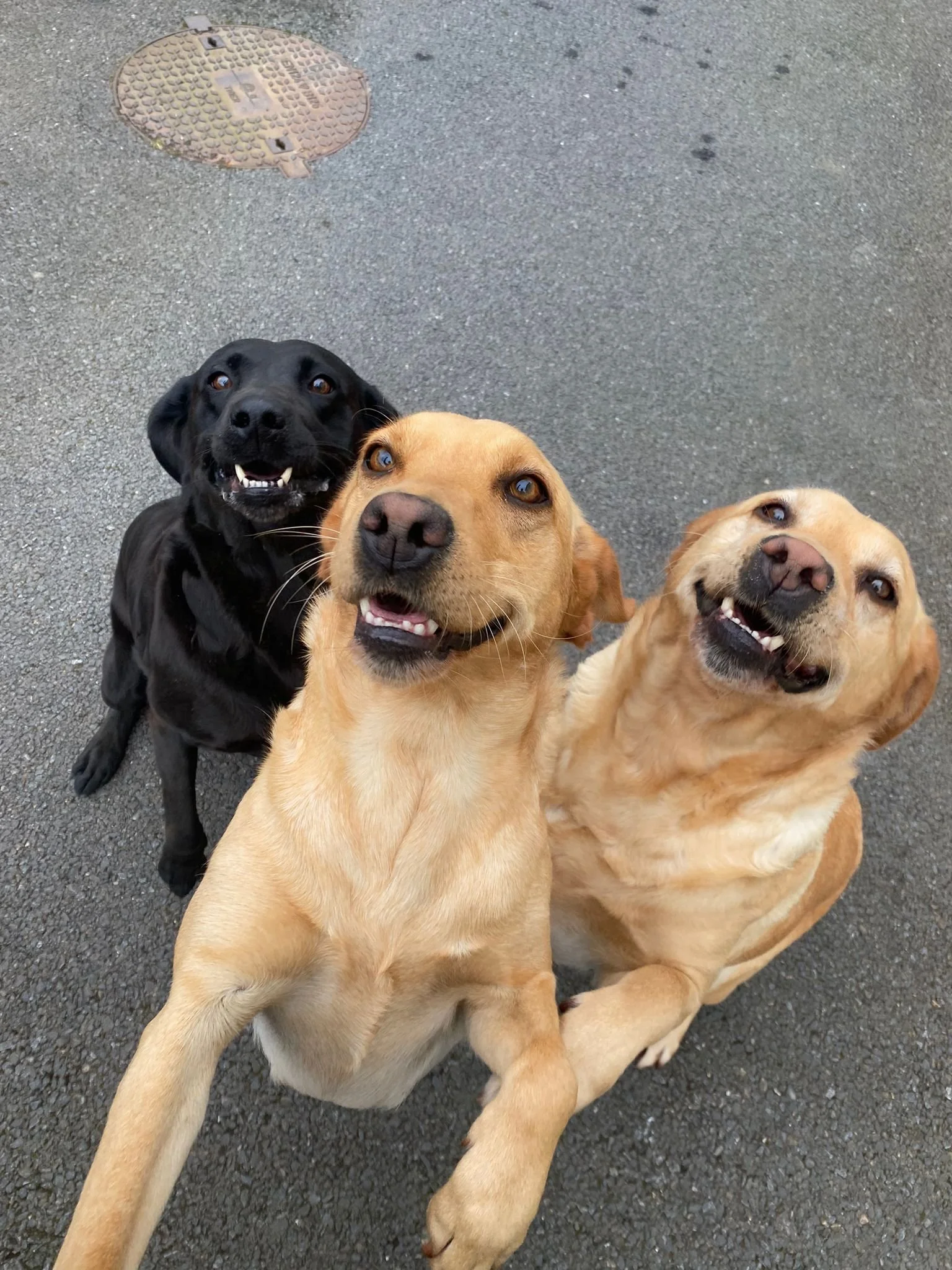 Abbey Boarding Kennels