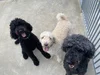 Abbey Boarding Kennels