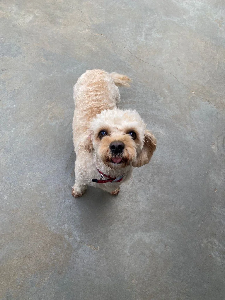 Abbey Boarding Kennels