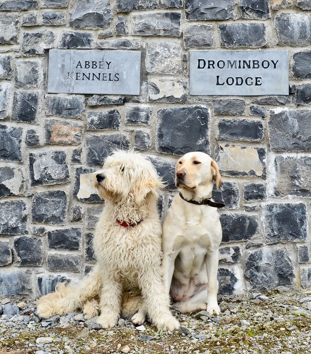 Abbey Boarding Kennels