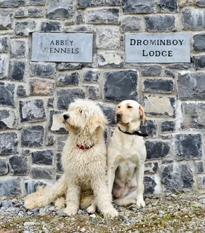 Abbey Boarding Kennels