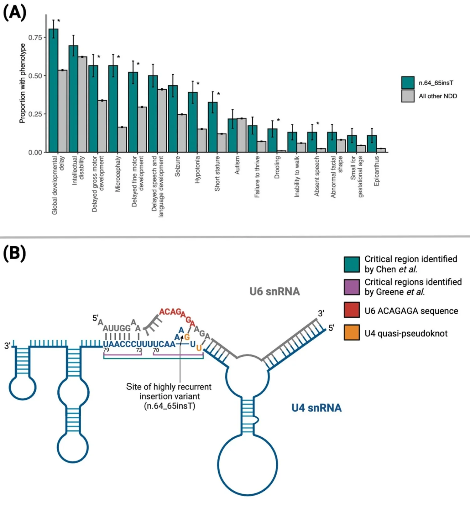 About ReNU — RNU4-2 / ReNU Syndrome
