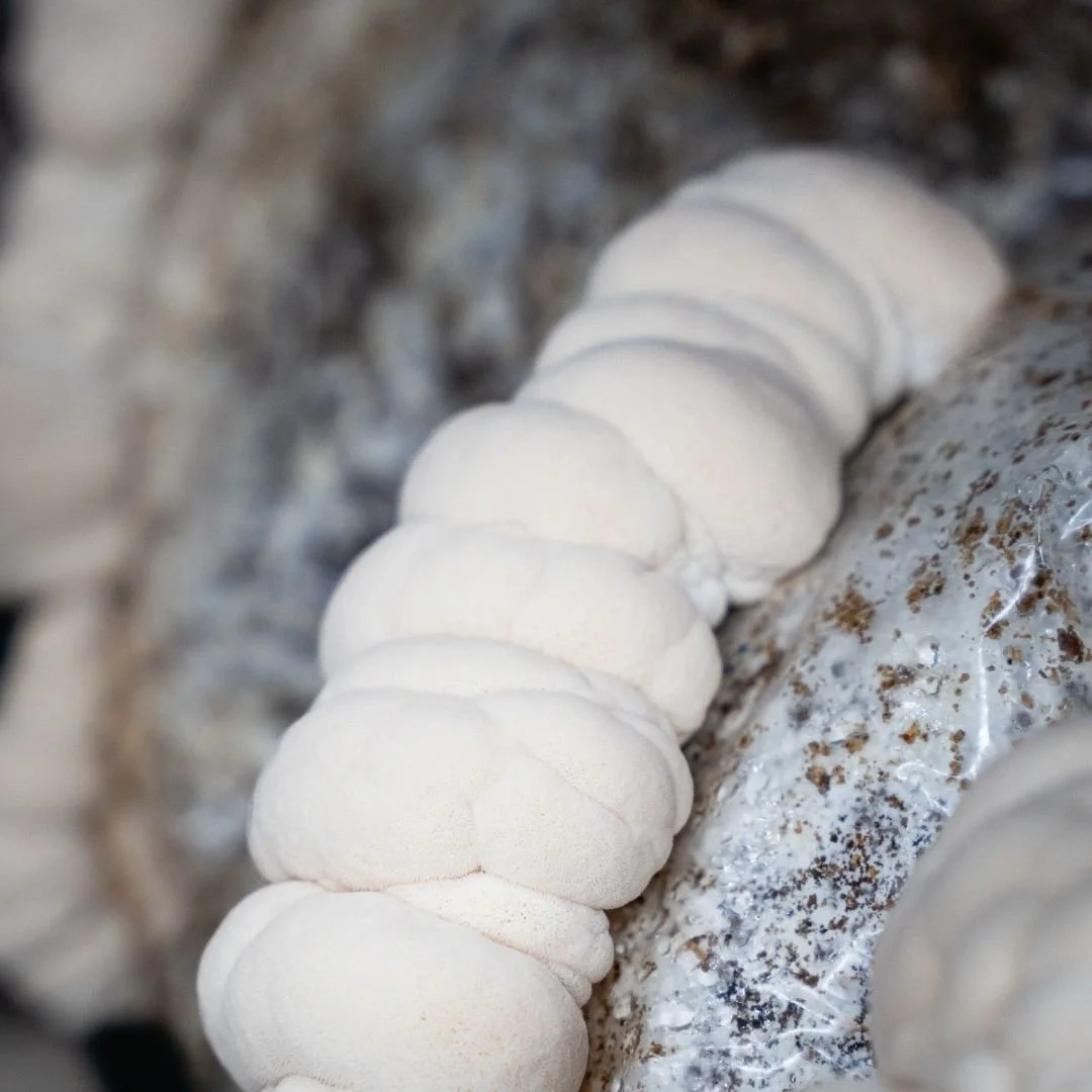 Wholesale Mushroom Substrate for Small Farms — Fallen Oak Mycology