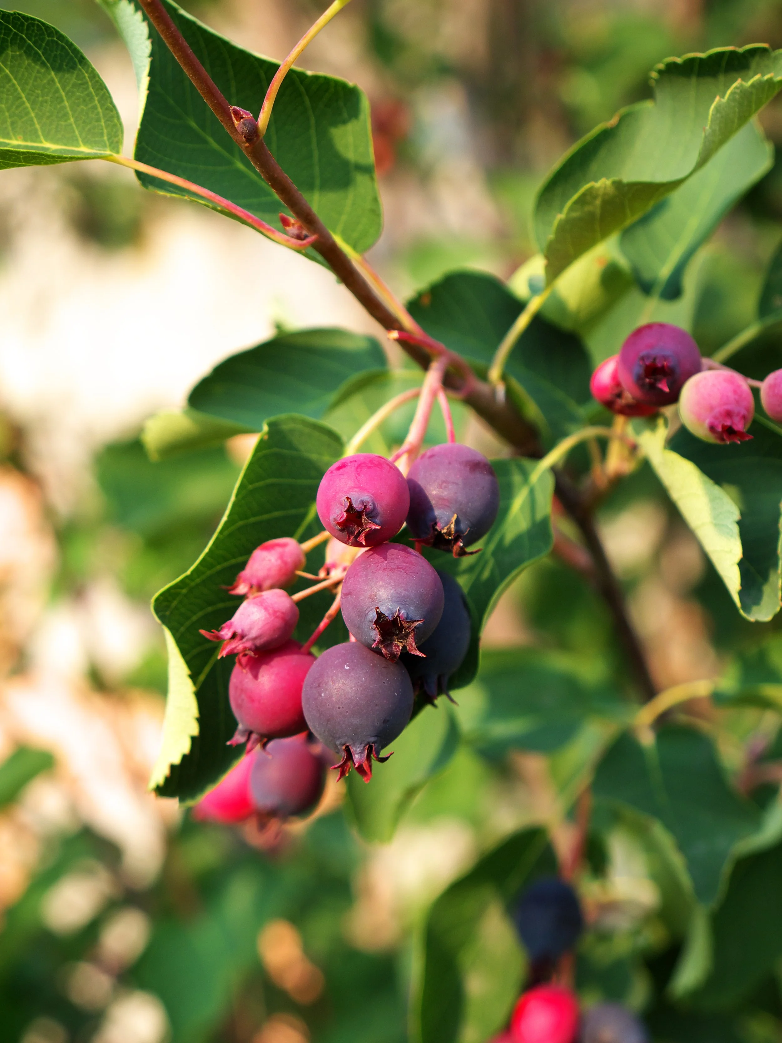 Juneberry Integrative Physical Therapy