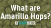 Amarillo Hops: Flavor, History, and Why Brewers Use It — Kentucky Hop Water