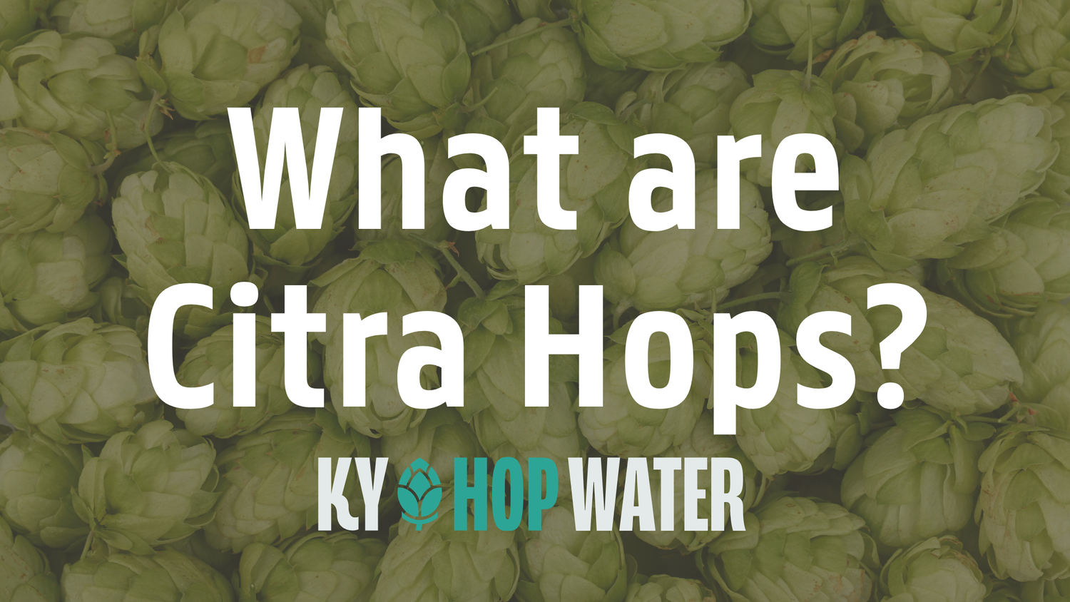 Citra Hops: Flavor, History, and Why Brewers Use It — Kentucky Hop Water